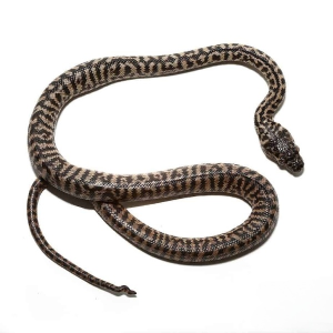 Baby Zebra Jungle Carpet Python (Curly Tail) – Exotic Reptile Shop